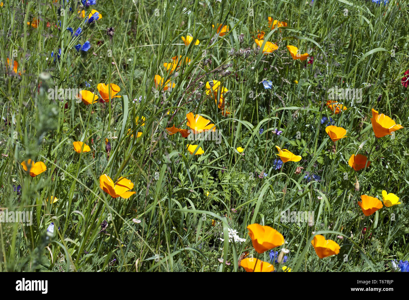 Central European Wildflower Meadow, Southern Germany Stock Photo - Alamy