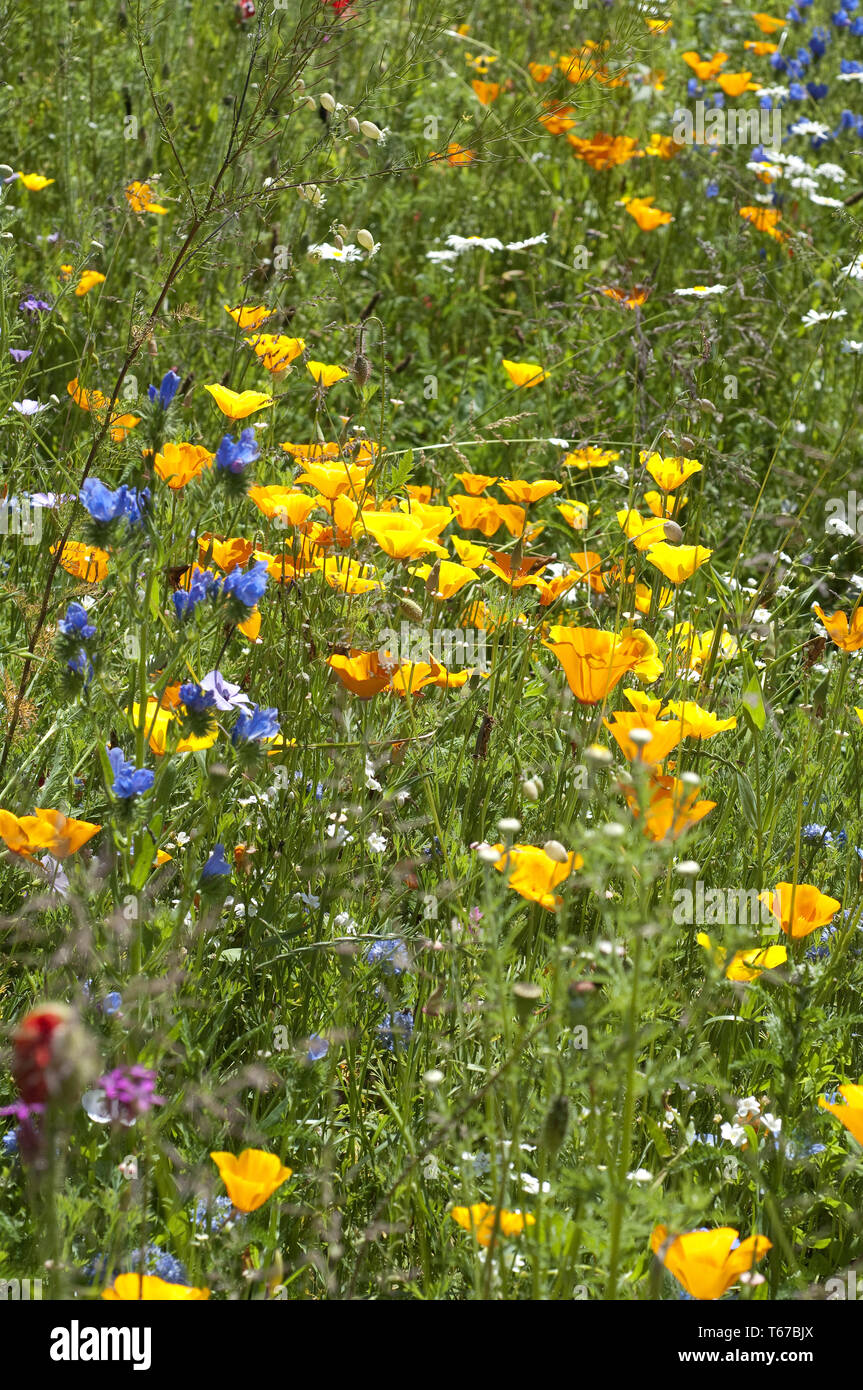 Southern european plants hi-res stock photography and images - Alamy