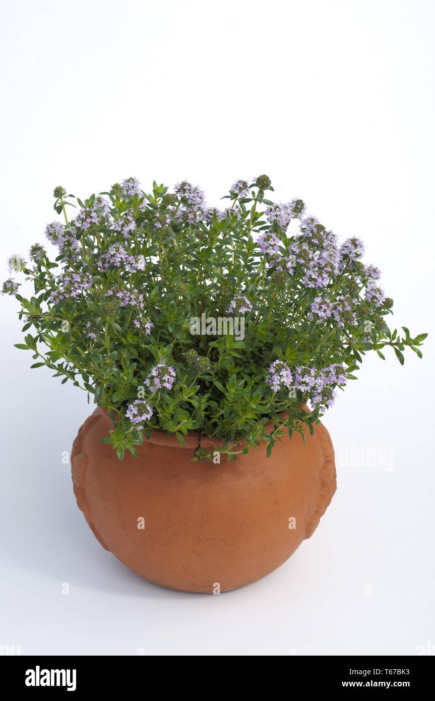 Satureja montana tea hi-res stock photography and images - Alamy