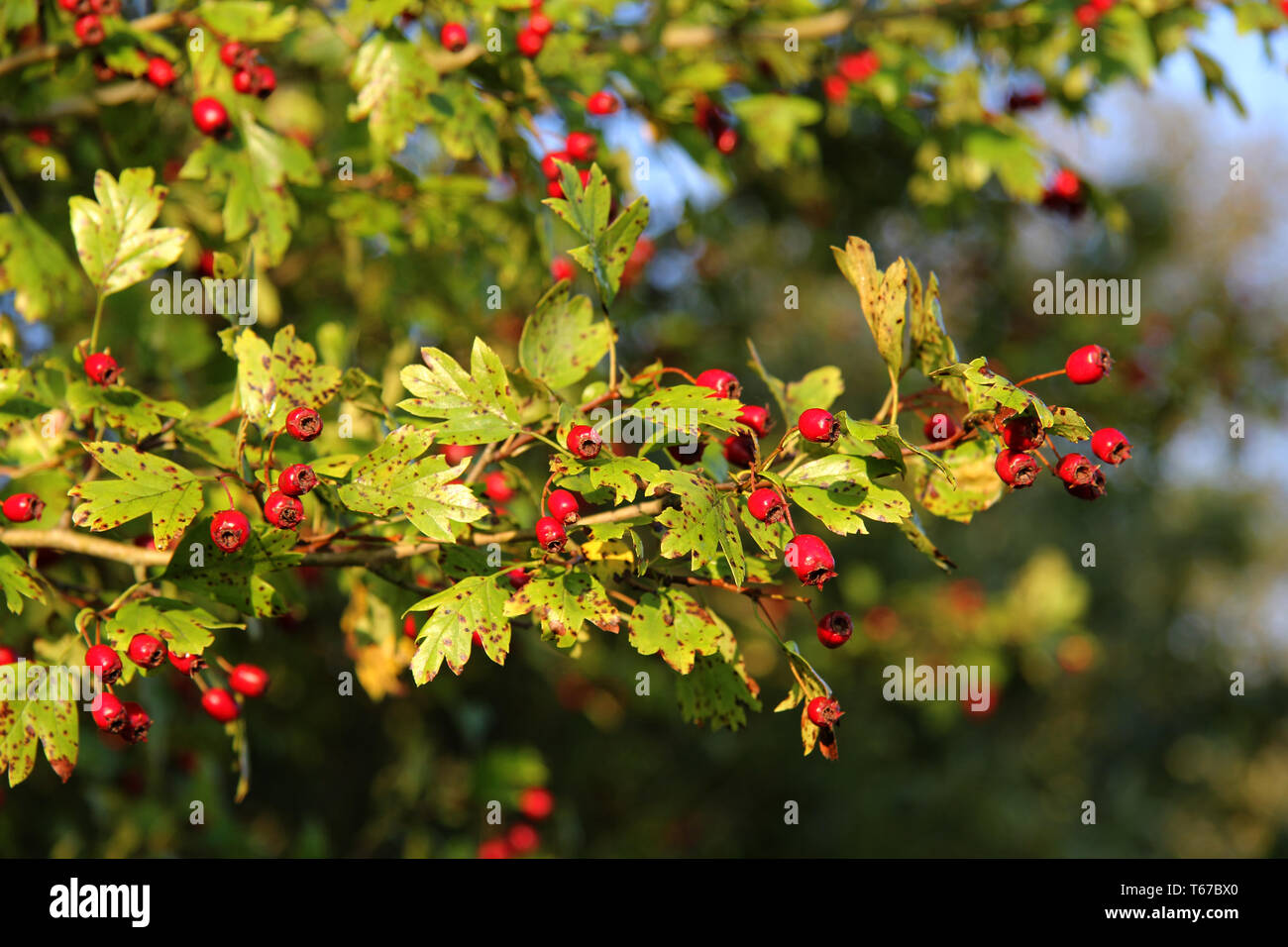 Hawthorn, Thornapple, genus Crataegus Stock Photo - Alamy