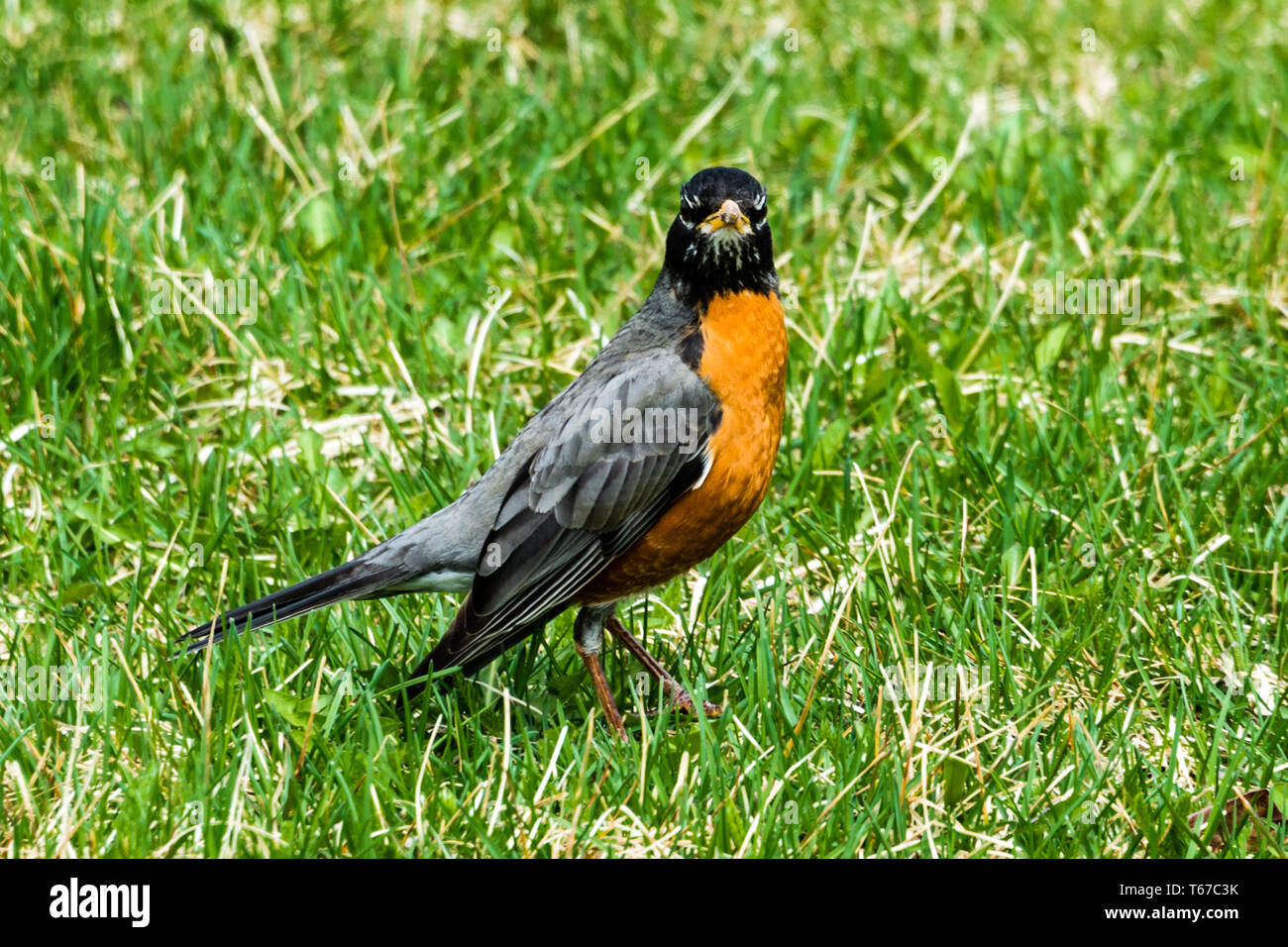 A small bird, Robin, stands among green grass and carefully watches the ...