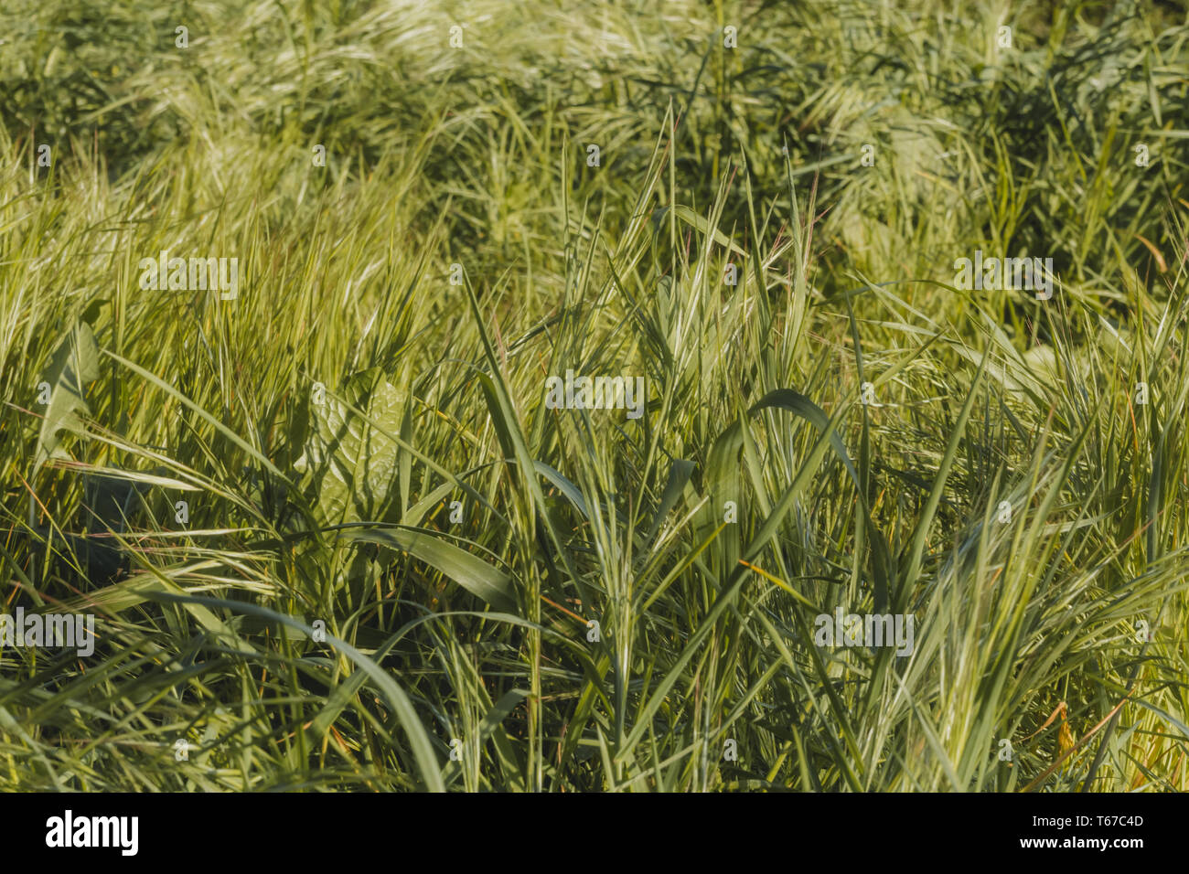 Grass in rural countryside swaying hi-res stock photography and images ...