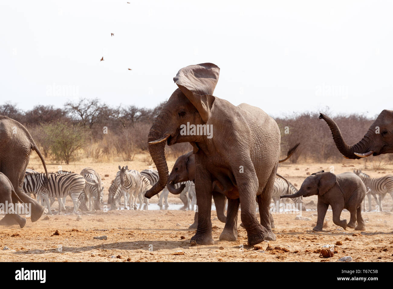 Angry Elephant in front of heard Stock Photo - Alamy
