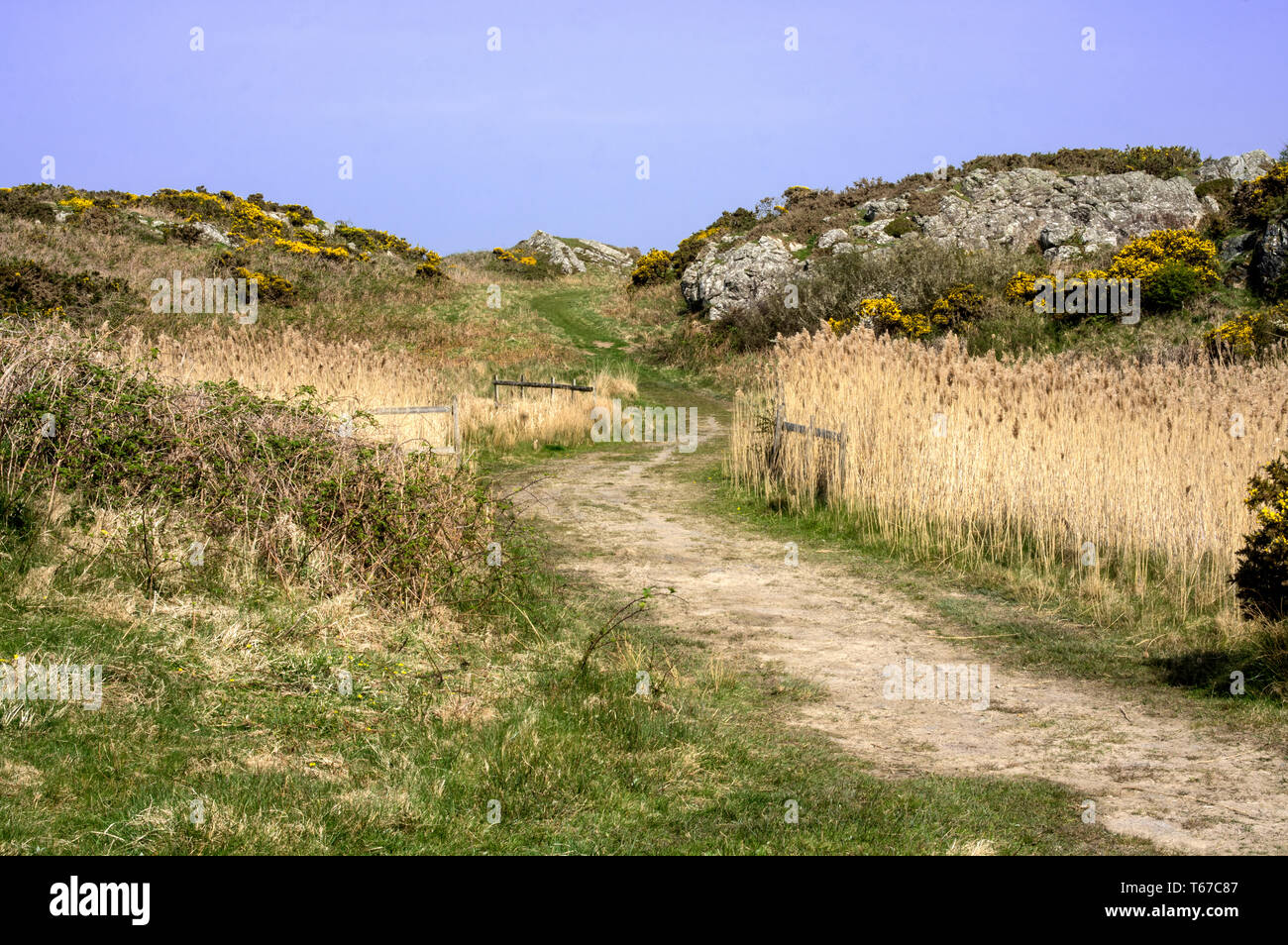 Llyn penrhyn rspb valley wetlands hi-res stock photography and images ...