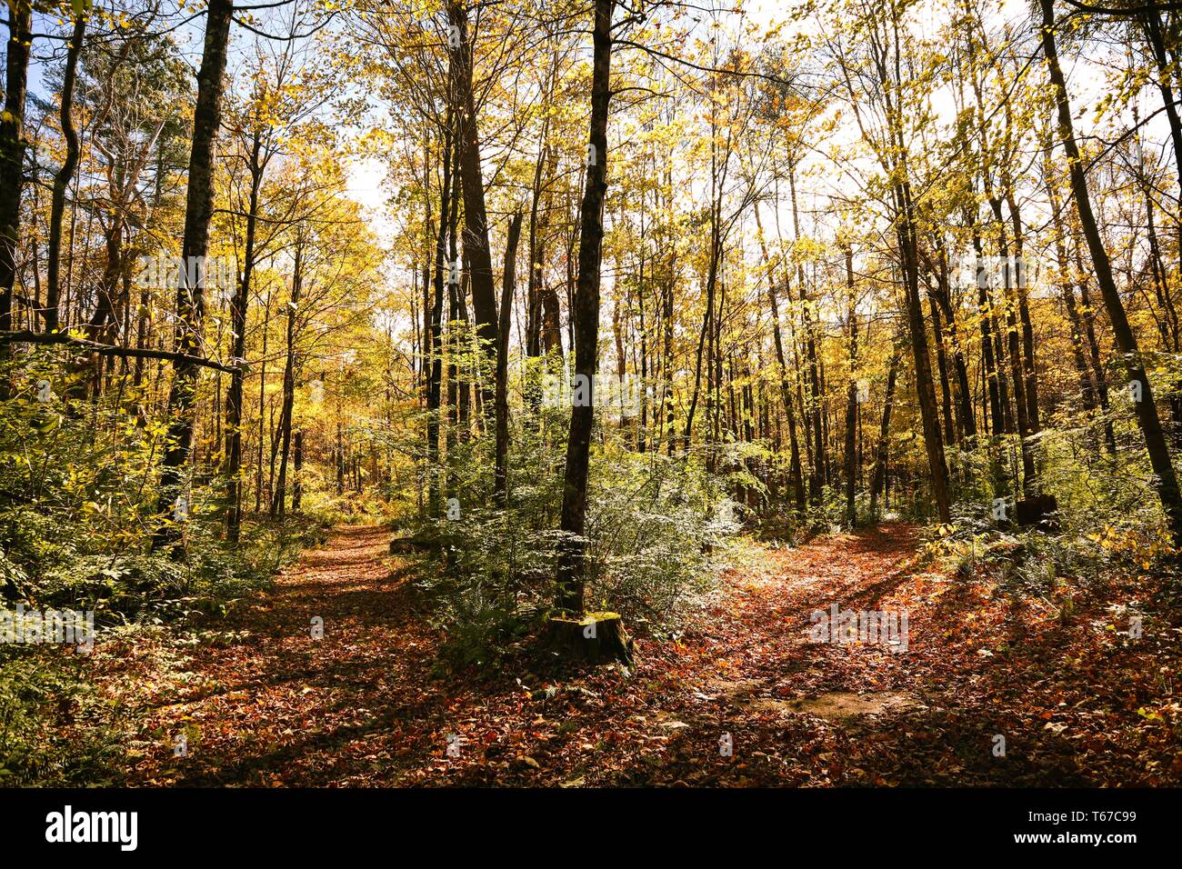 Hiking during fall foliage Stock Photo - Alamy