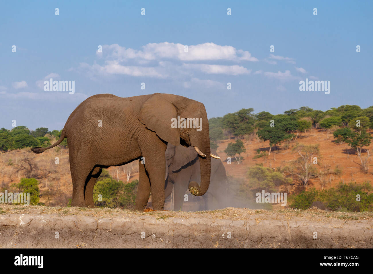 African bush elep hi-res stock photography and images - Alamy