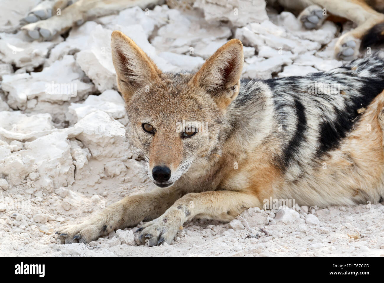 black-backed jackal (Canis mesomelas) lying in Etosha park Stock Photo - Alamy