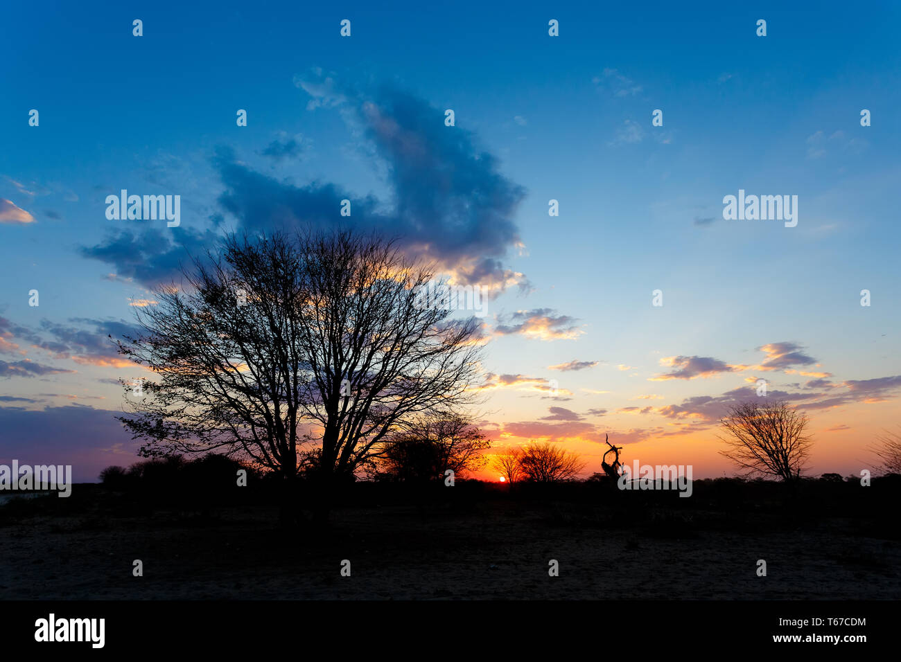 African sunset with tree in front Stock Photo - Alamy