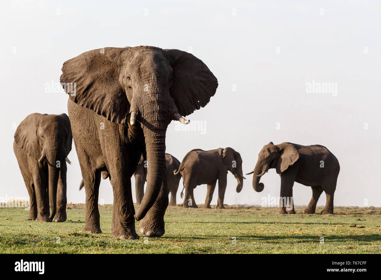 African bush ele hi-res stock photography and images - Alamy