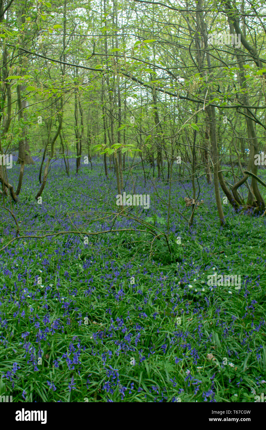 Hornbeam oak trees hi-res stock photography and images - Alamy