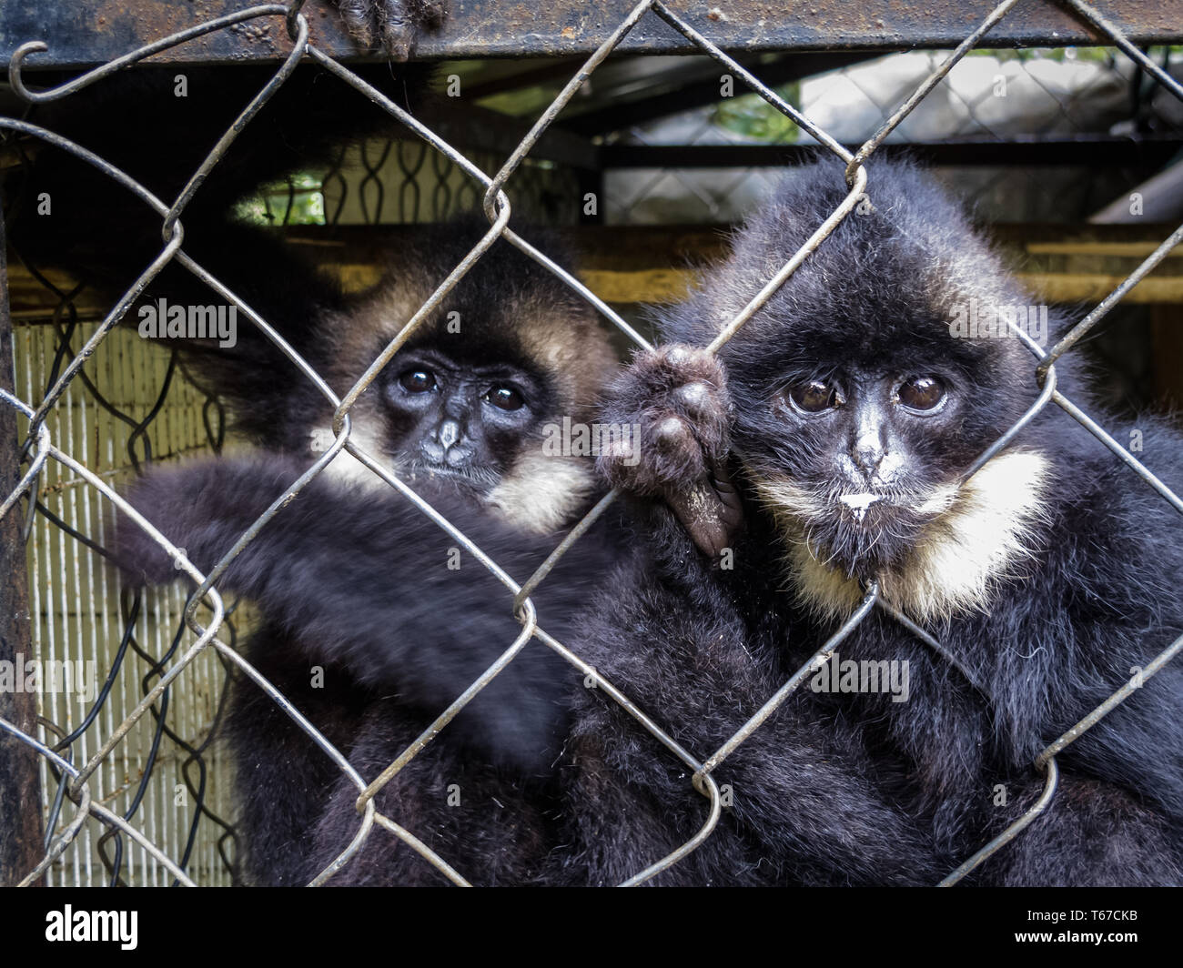 Apes And Monkeys High Resolution Stock Photography and Images - Alamy