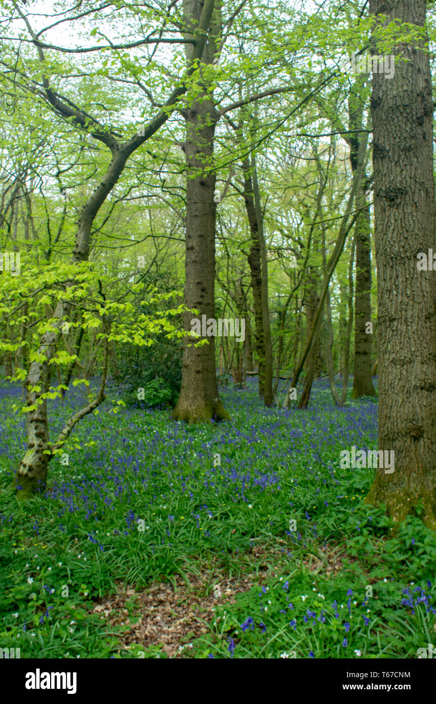 Wood hyacinth hi-res stock photography and images - Alamy