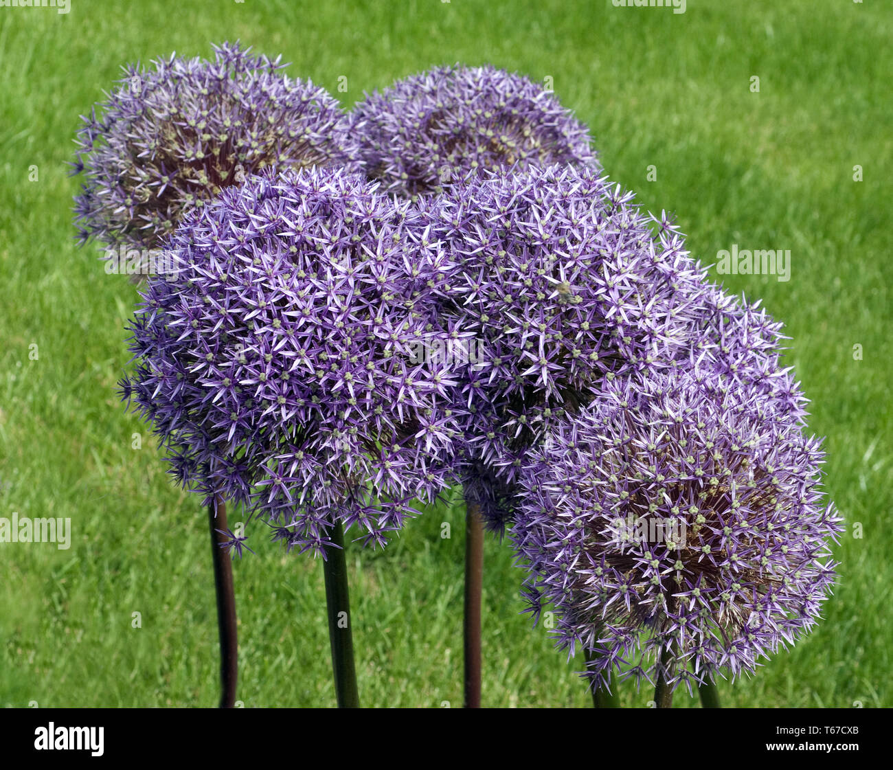 Giant allium or giant onion, Allium giganteum Stock Photo - Alamy
