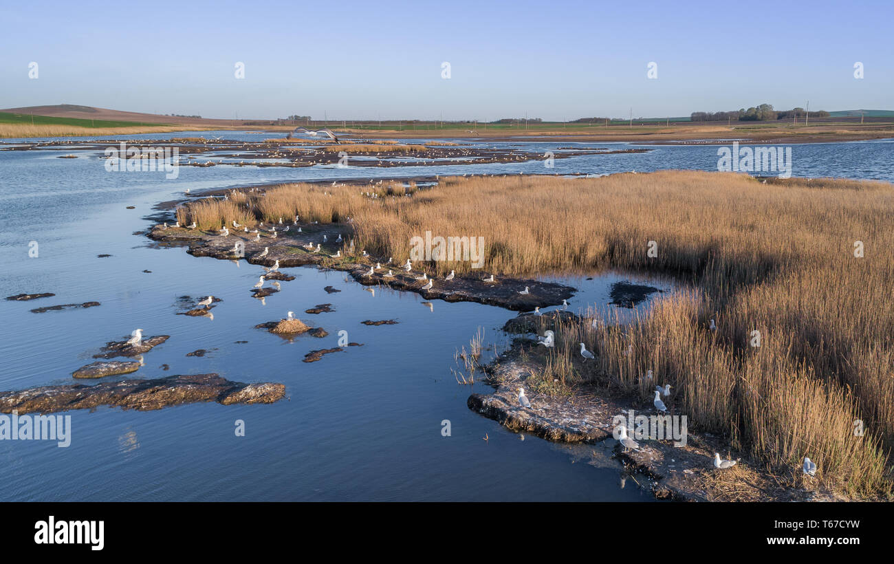 colony of seagulls in Danube Delta, Romania Stock Photo - Alamy