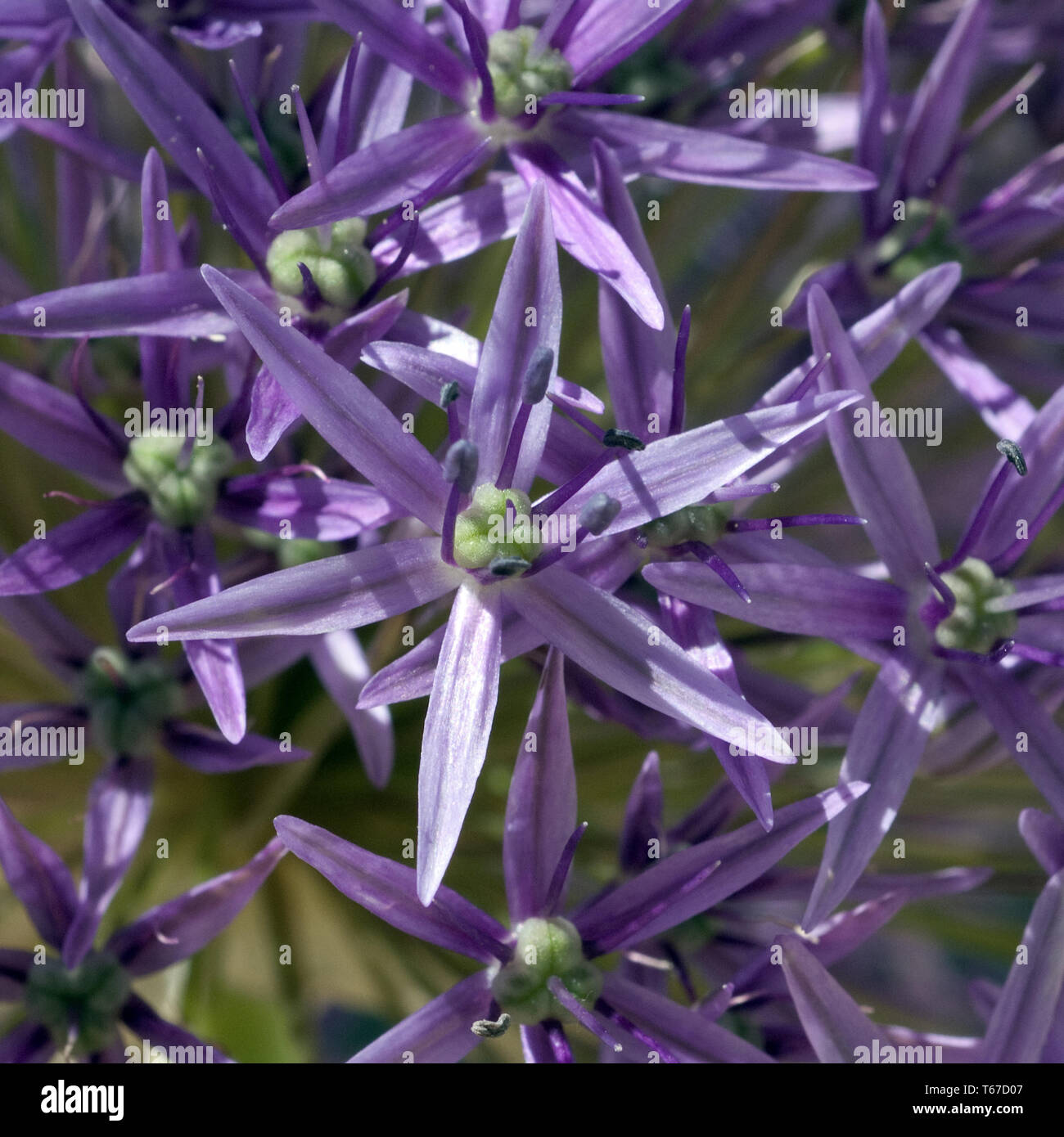Giant allium or giant onion, Allium giganteum Stock Photo - Alamy