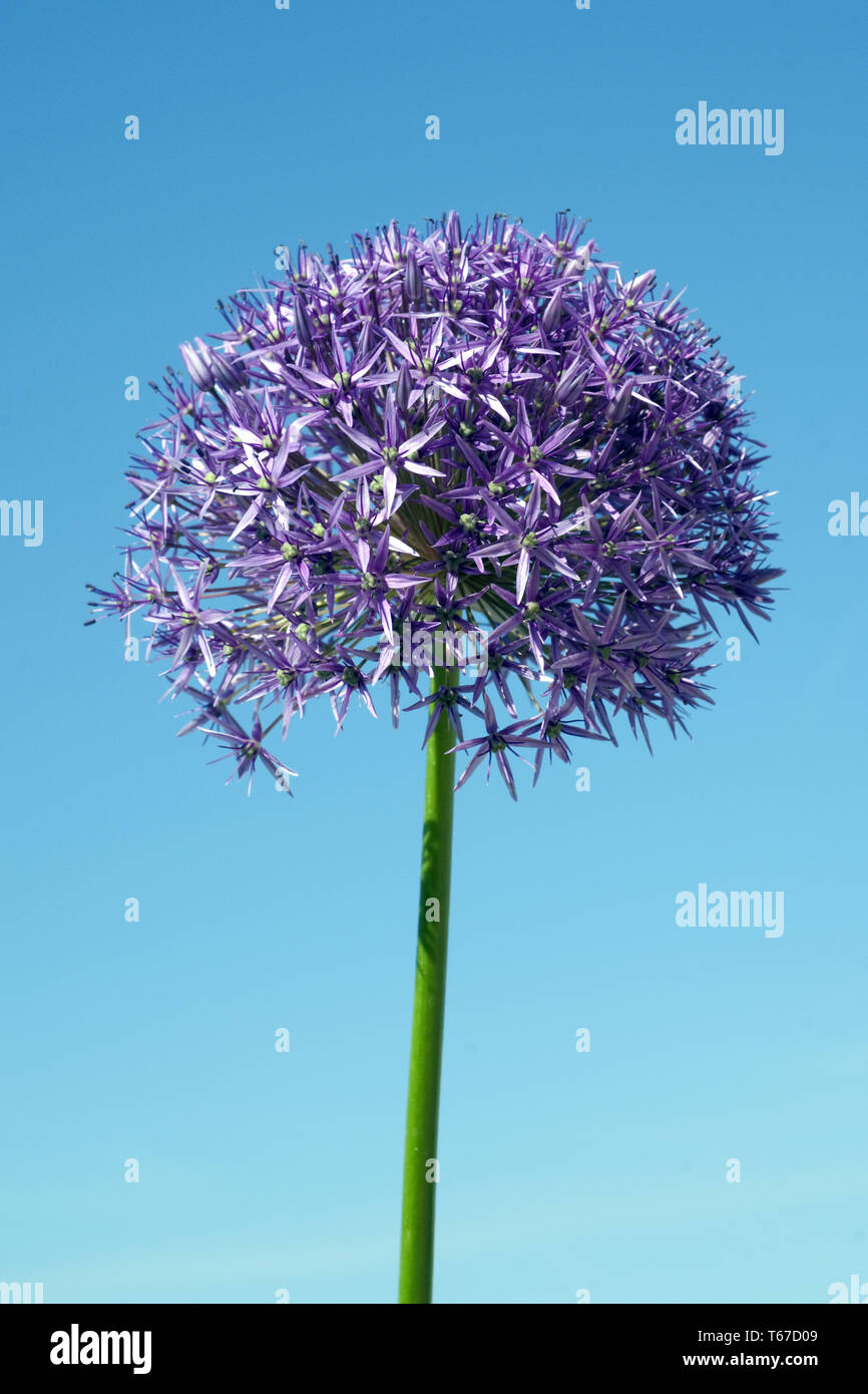 Giant allium or giant onion, Allium giganteum Stock Photo - Alamy