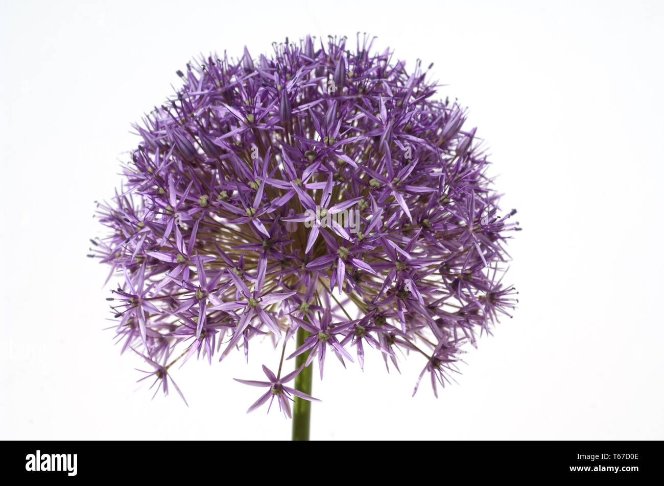 Giant allium allium globemaster hi-res stock photography and images - Alamy