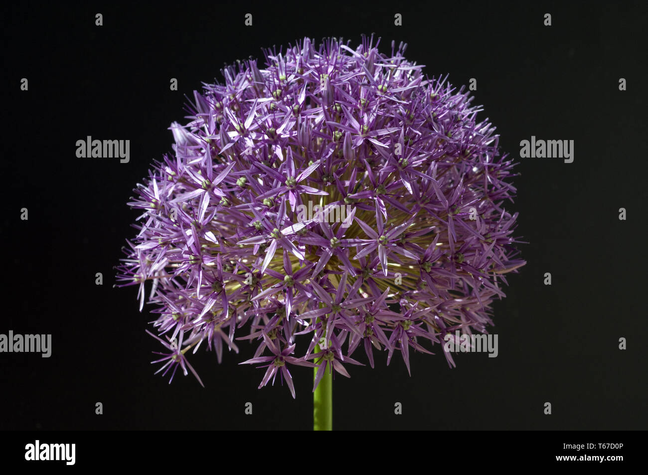 Giant allium or giant onion, Allium giganteum Stock Photo - Alamy