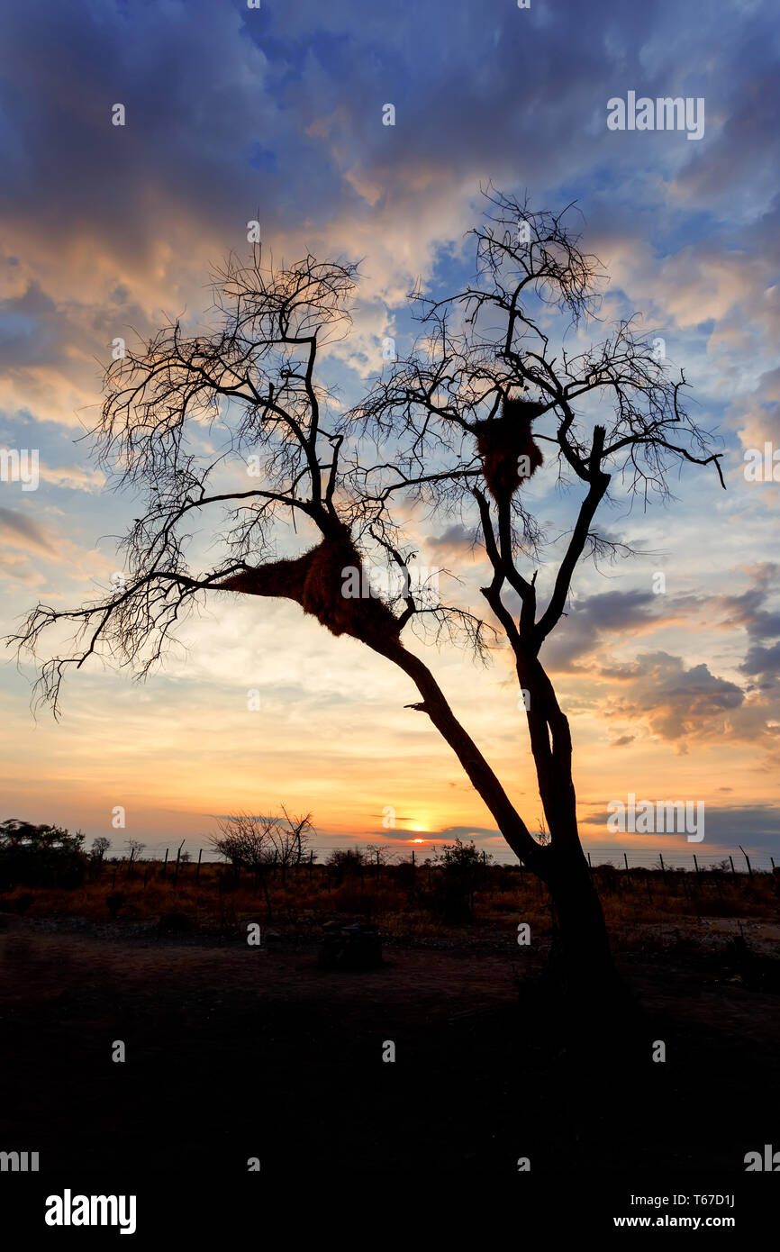African sunset with tree in front Stock Photo - Alamy