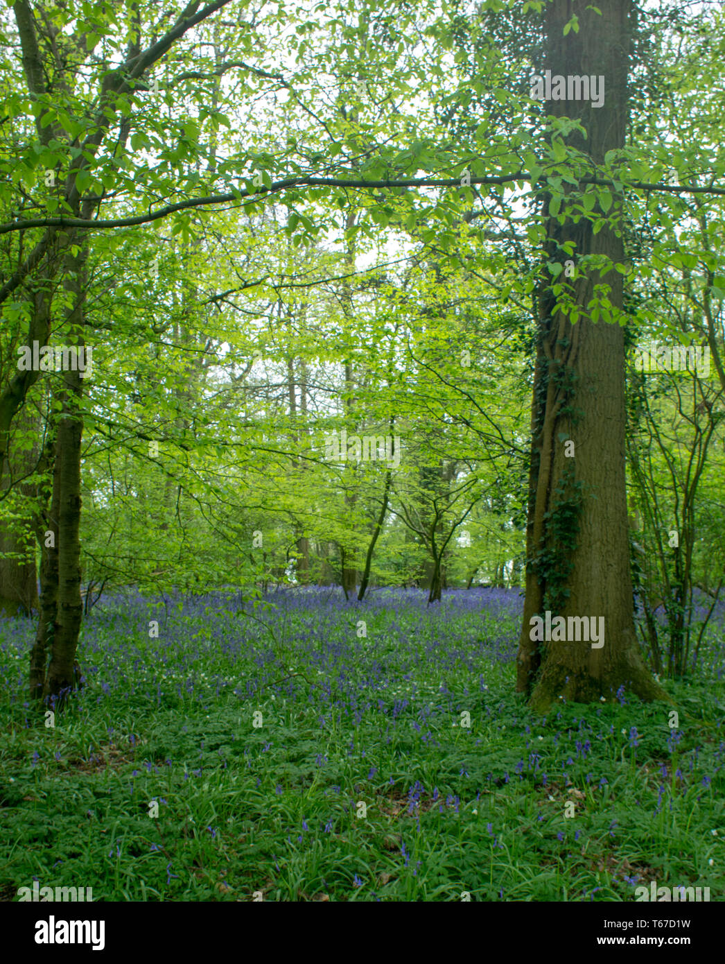 Two tall trees hi-res stock photography and images - Alamy