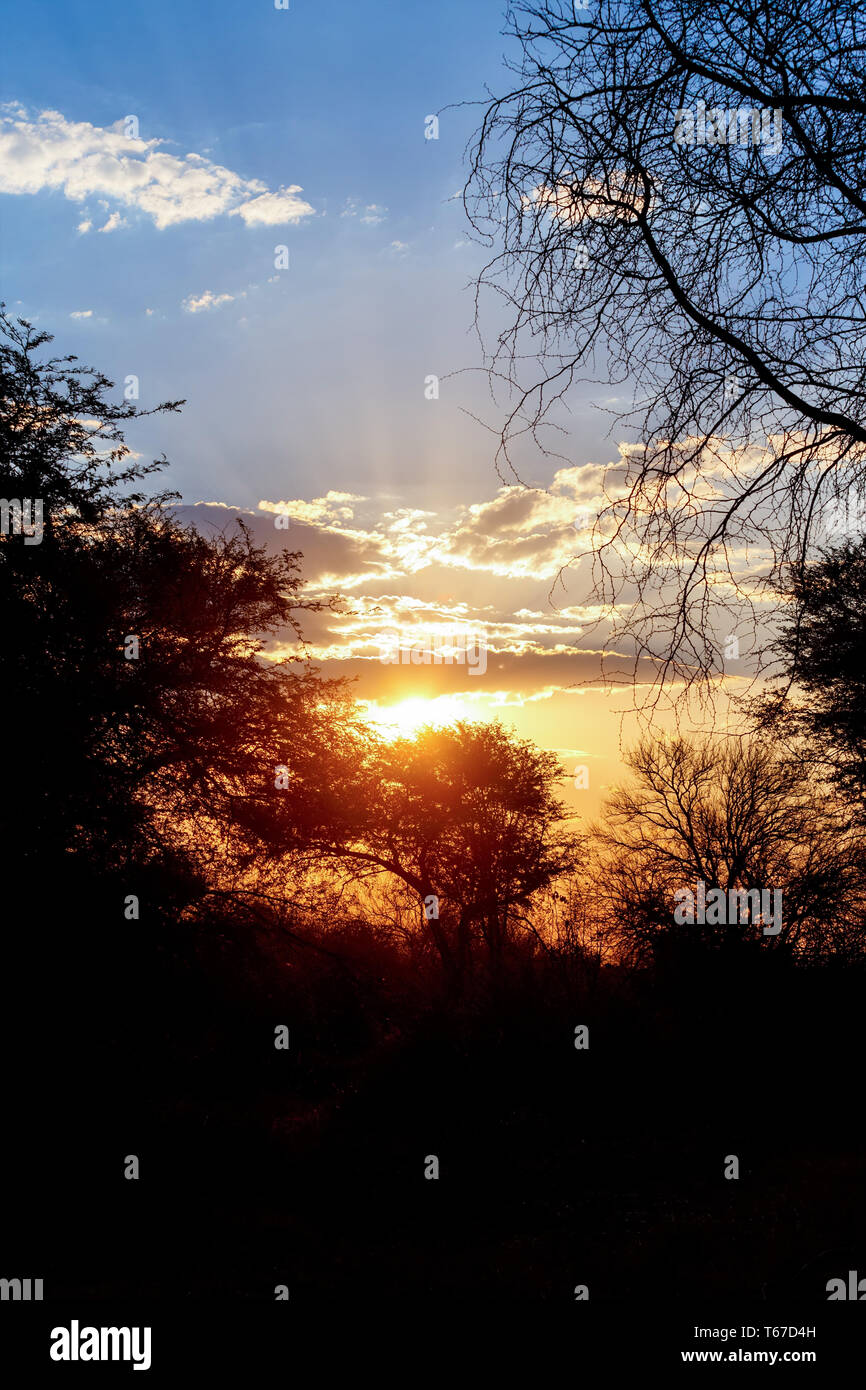 African sunset with tree in front Stock Photo - Alamy