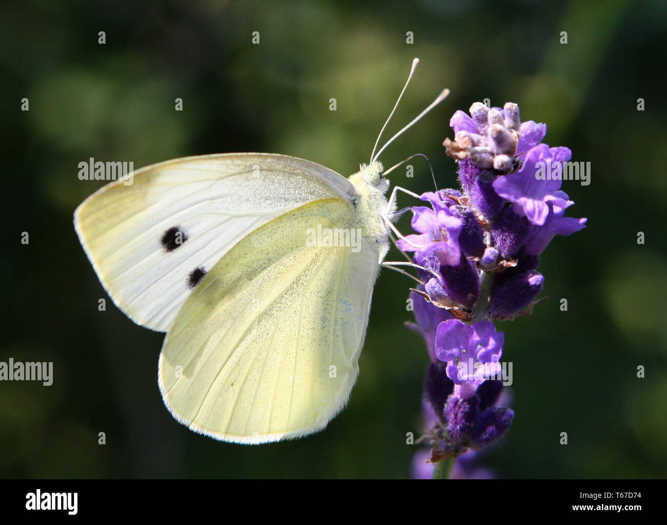 The common brimstone butterfly hi-res stock photography and images - Alamy