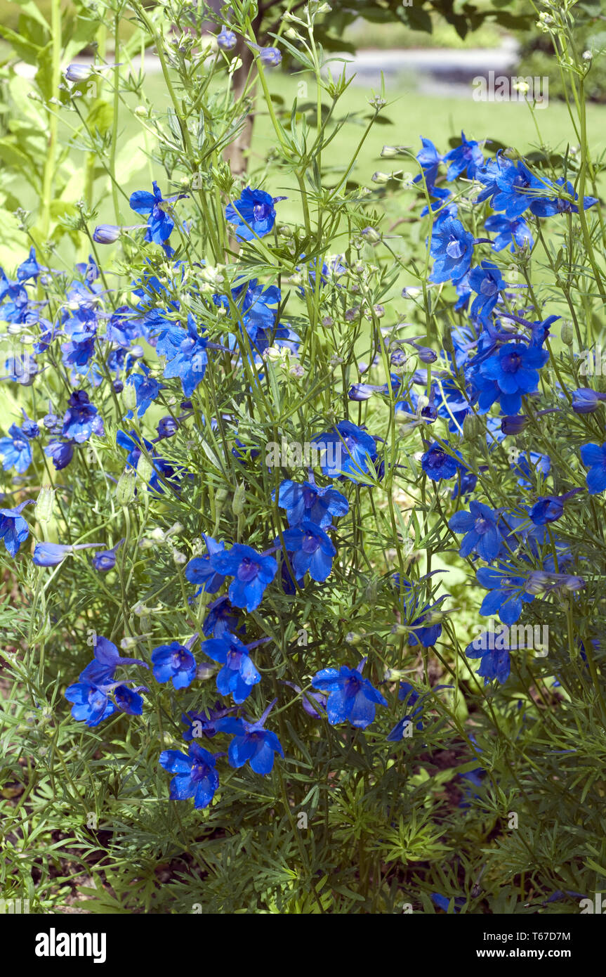 Forking larkspur consolida regalis hi-res stock photography and images ...