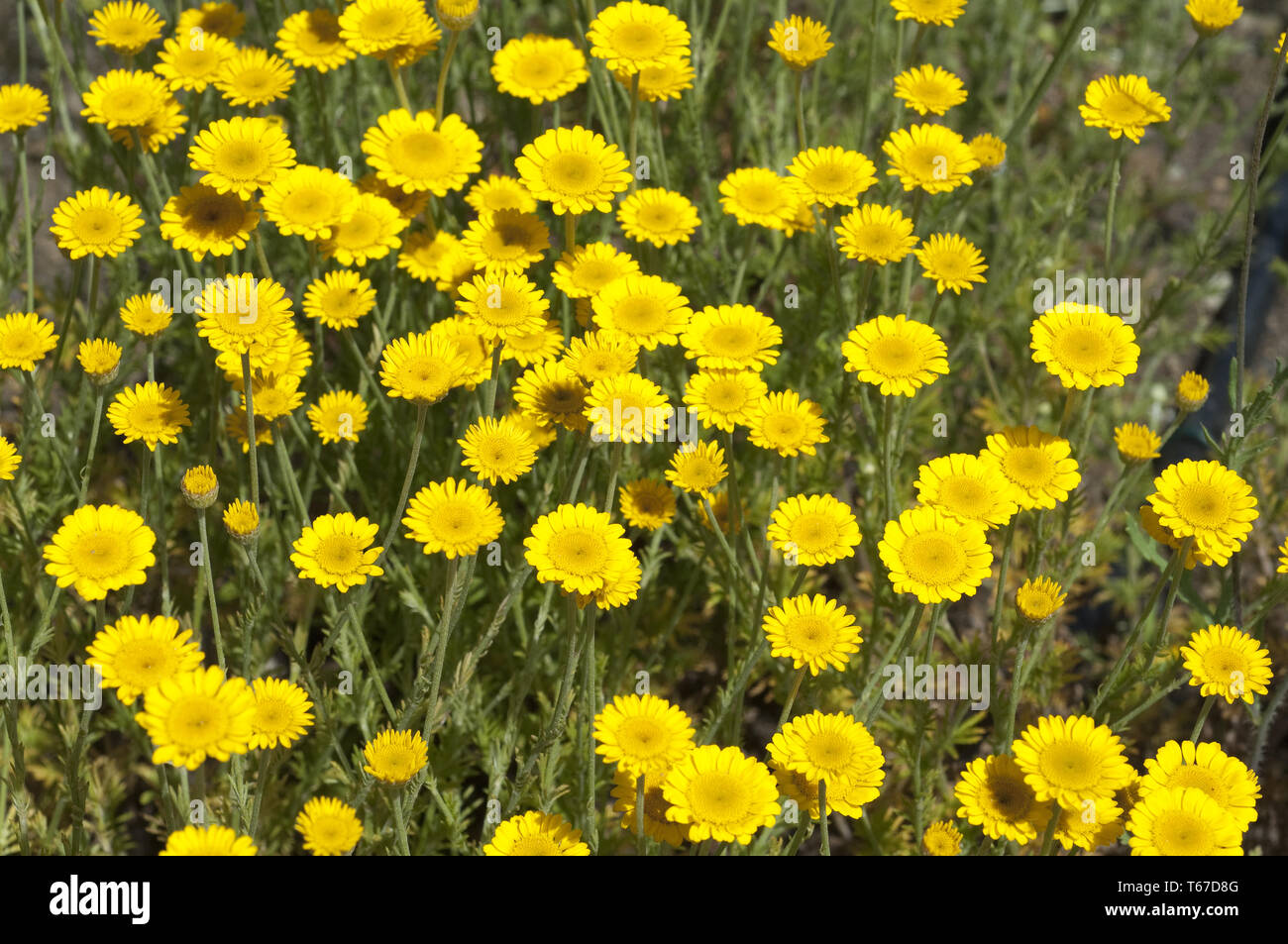 golden marguerite [Anthemis tinctoria] or yellow chamomile Stock Photo ...