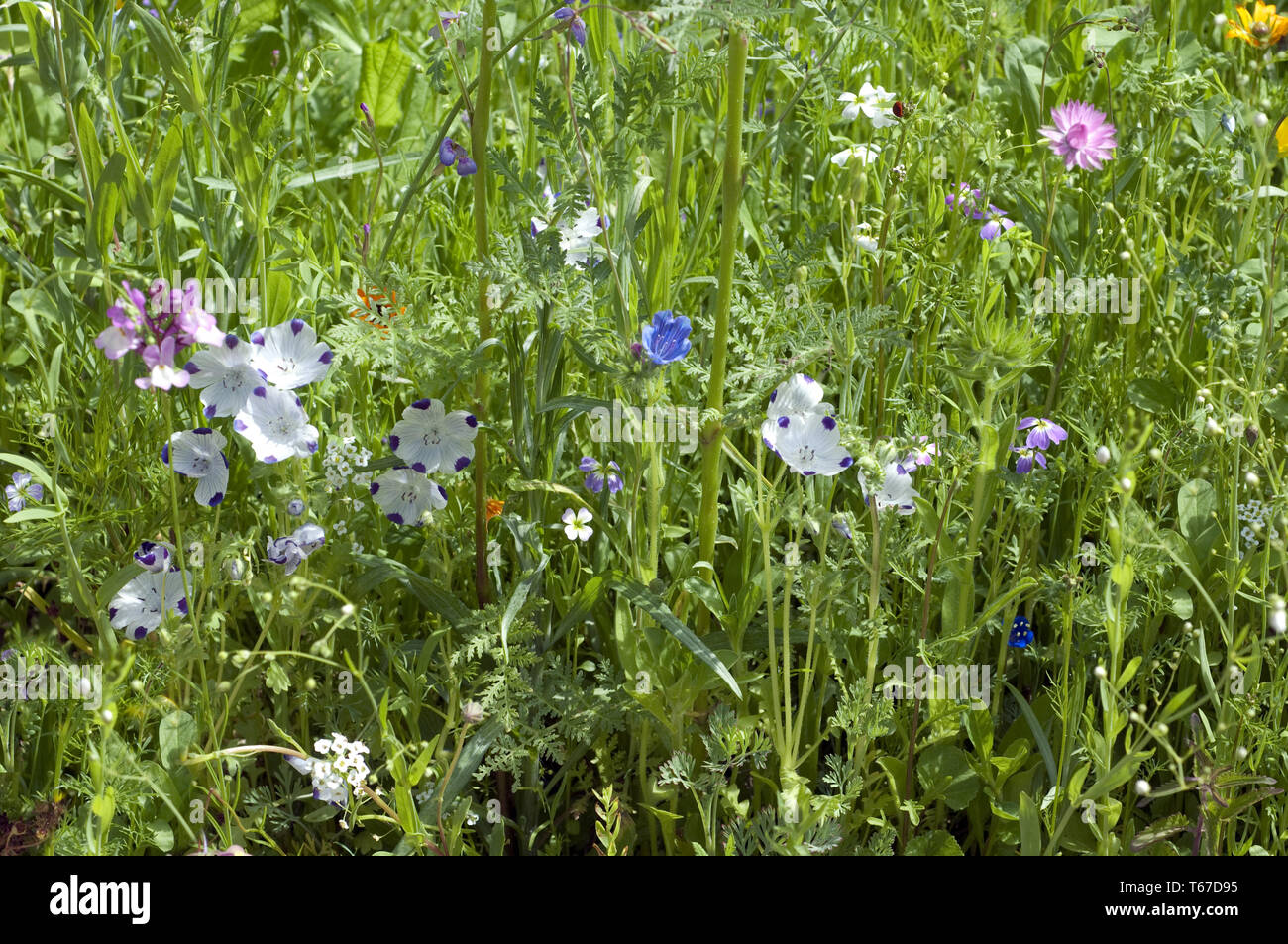 Southern european plants hi-res stock photography and images - Alamy