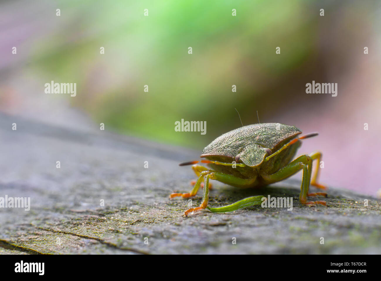 Macro shot of southern green shield bug (Nezara viridula Stock Photo ...