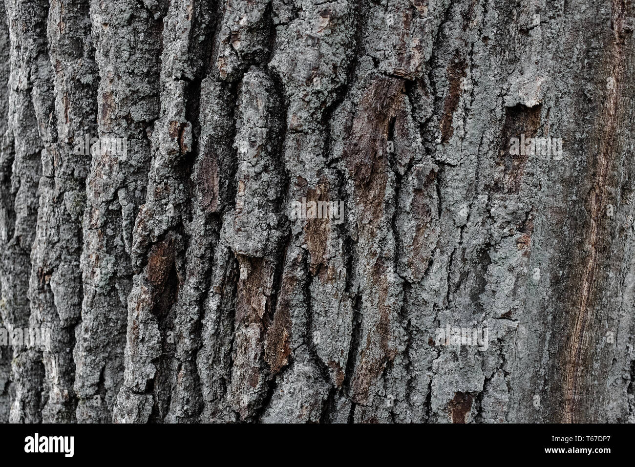 Tree bark texture. Wood background. You can create texture. Highly ...