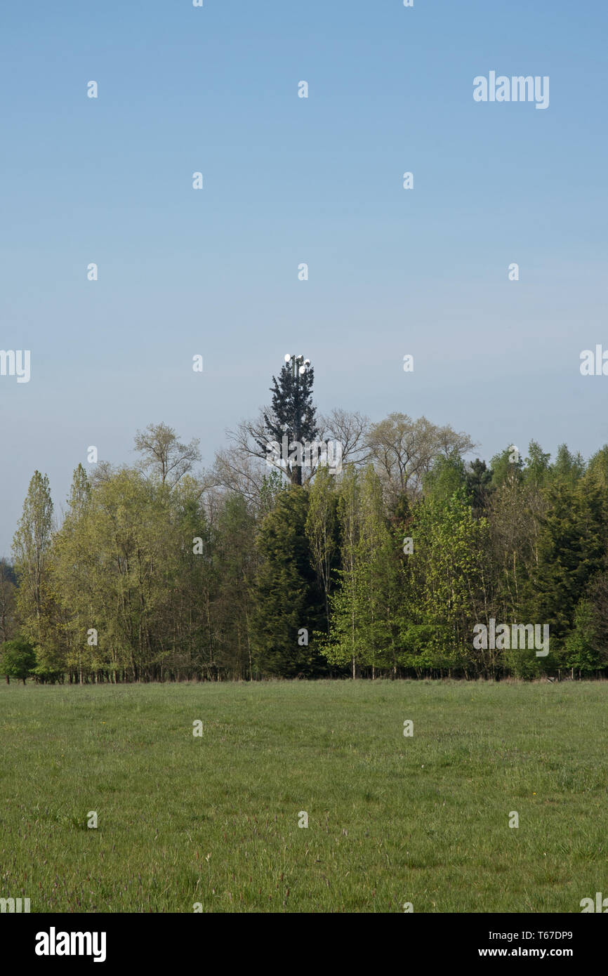 Disguised Mast High Resolution Stock Photography and Images - Alamy