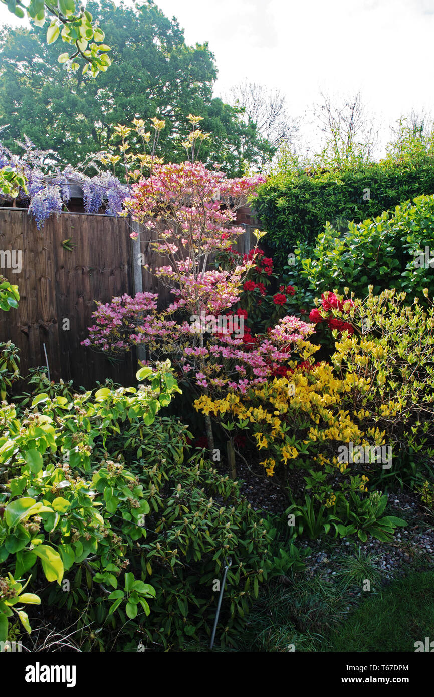 Red rhododendron, yellow azaleas and Cornus florida 'Cherokee Sunset ...