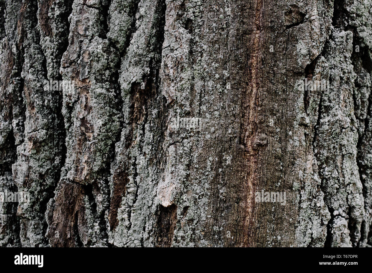 Tree bark texture. Wood background. You can create texture. Highly ...