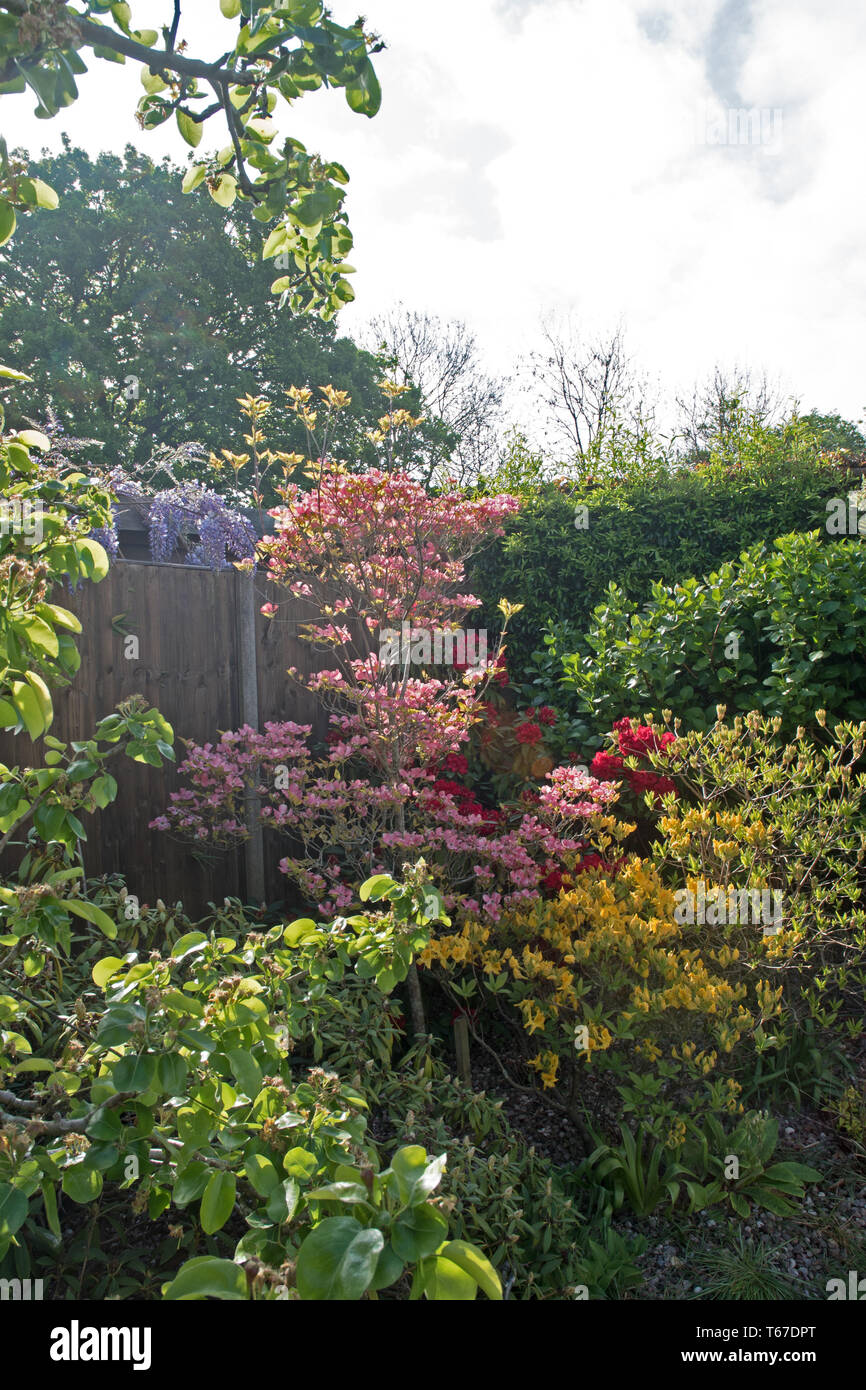 Red rhododendron, yellow azaleas and Cornus florida 'Cherokee Sunset ...