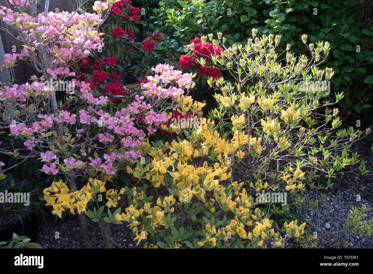 Red rhododendron, yellow azaleas and Cornus florida 'Cherokee Sunset ...