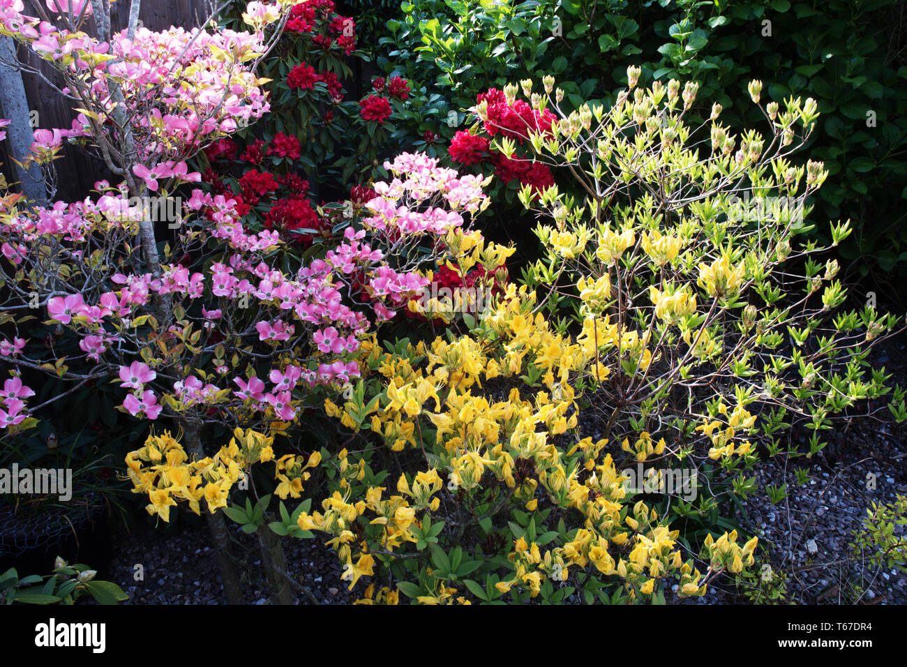 Red rhododendron, yellow azaleas and Cornus florida 'Cherokee Sunset ...