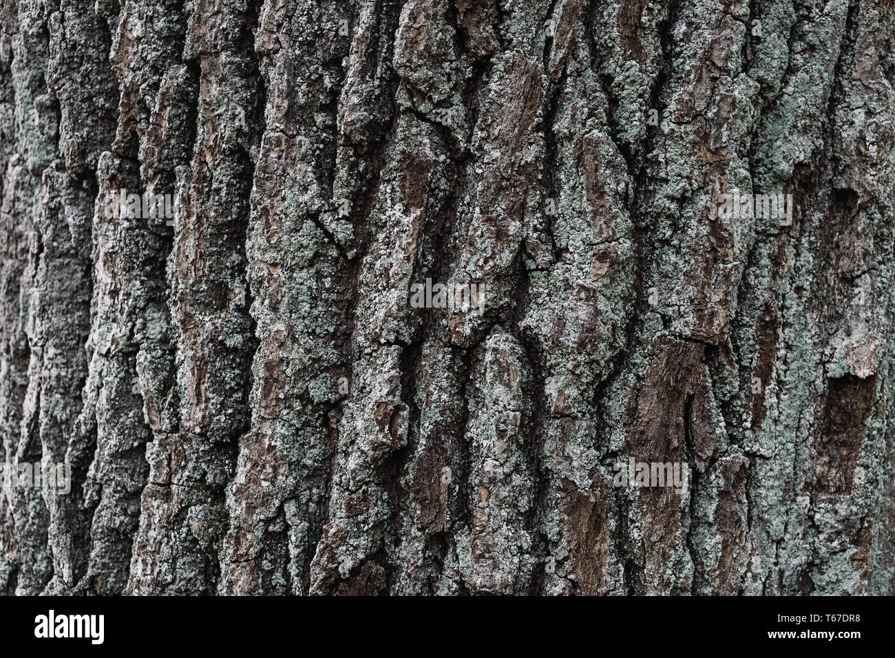 Tree bark texture. Wood background. You can create texture. Highly ...
