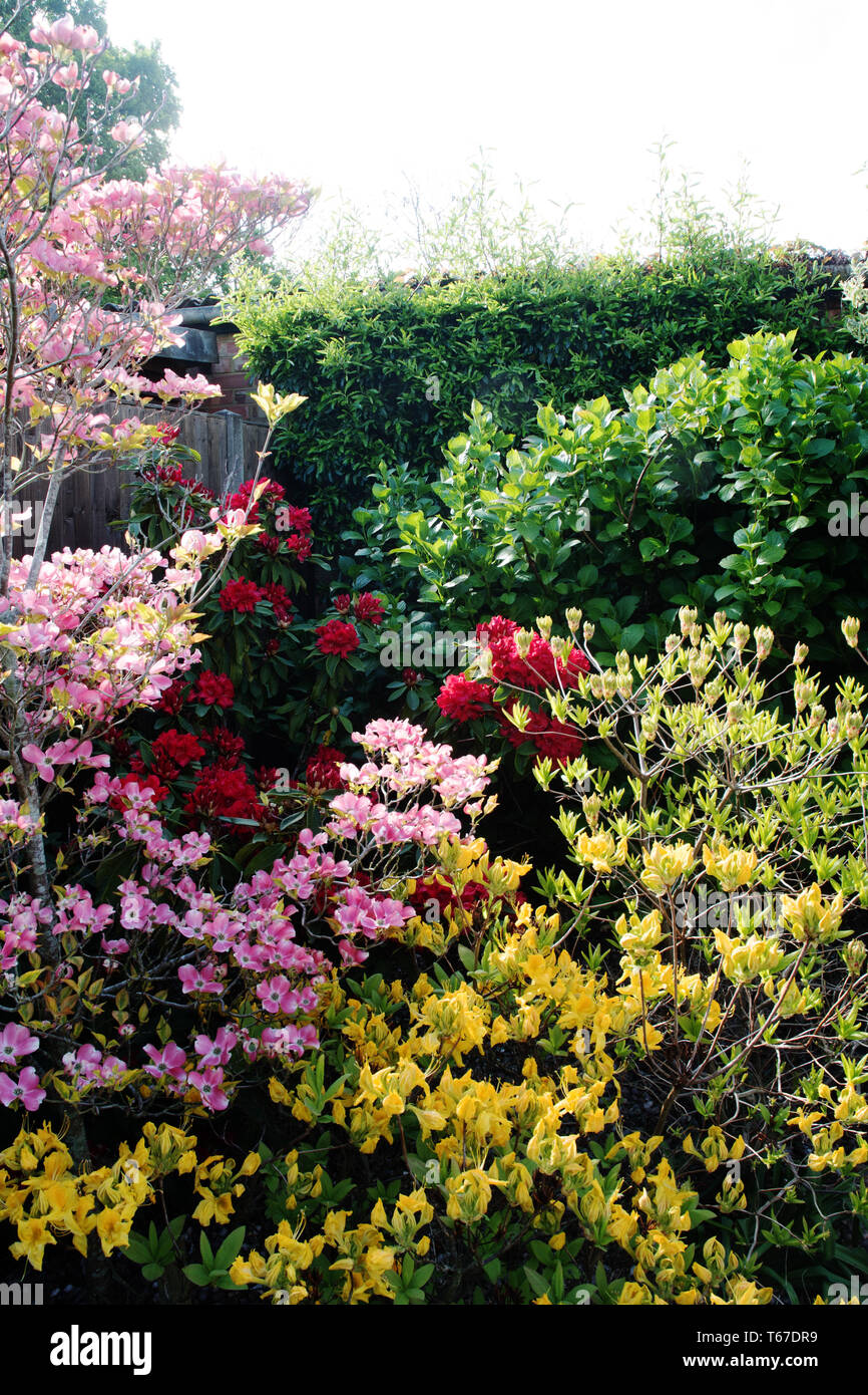 Red rhododendron, yellow azaleas and Cornus florida 'Cherokee Sunset ...