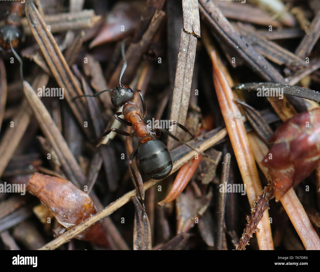 Horse Ant High Resolution Stock Photography and Images - Alamy