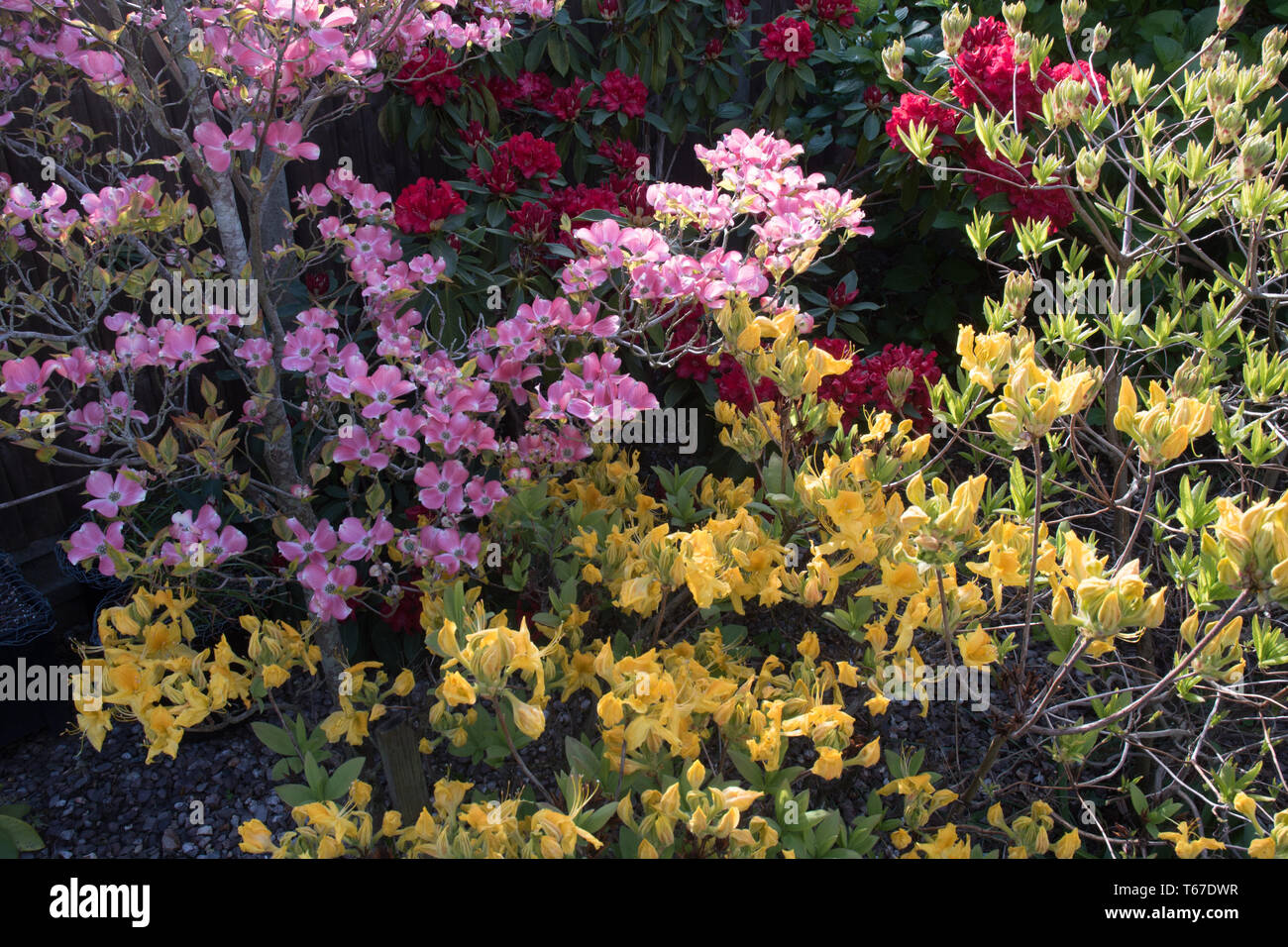 Red rhododendron, yellow azaleas and Cornus florida 'Cherokee Sunset ...