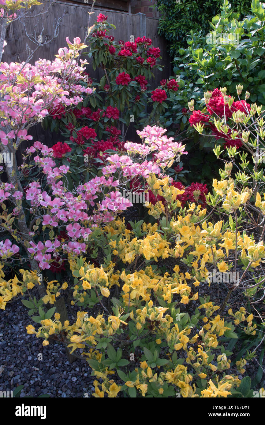 Red rhododendron, yellow azaleas and Cornus florida 'Cherokee Sunset ...