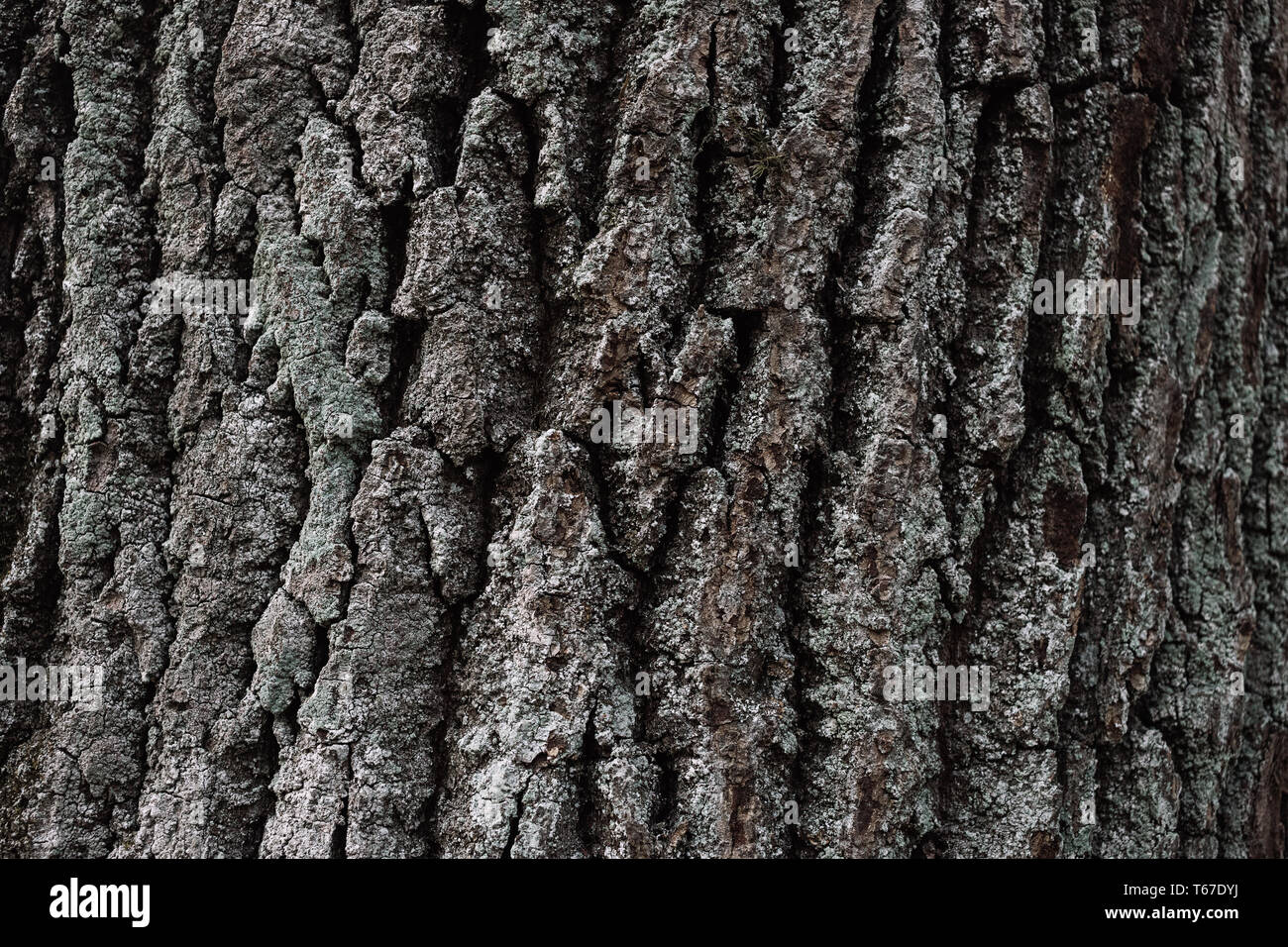 Tree bark texture. Wood background. You can create texture. Highly ...