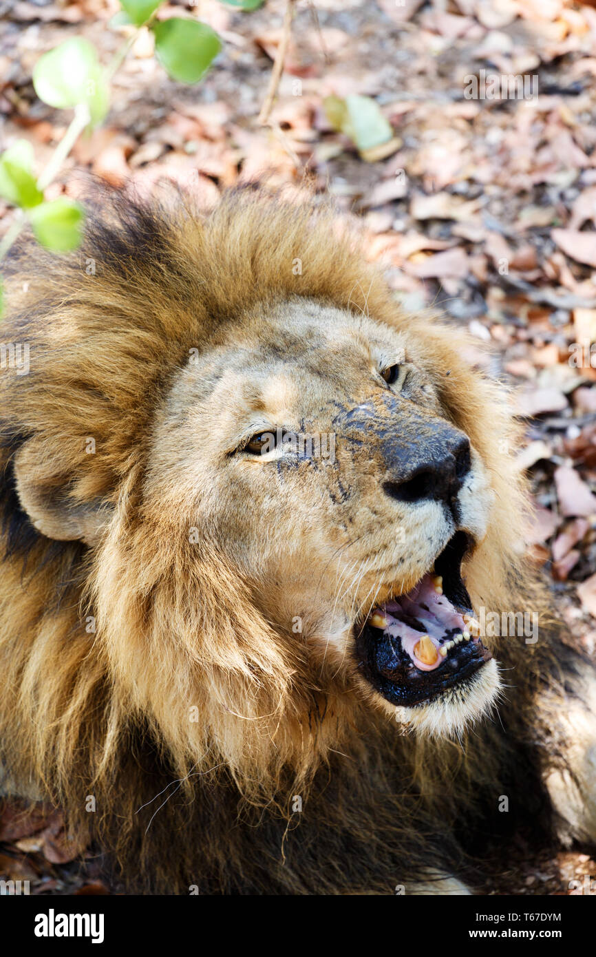 Portrait of Lion with open mouth shoving big teeth Stock Photo - Alamy