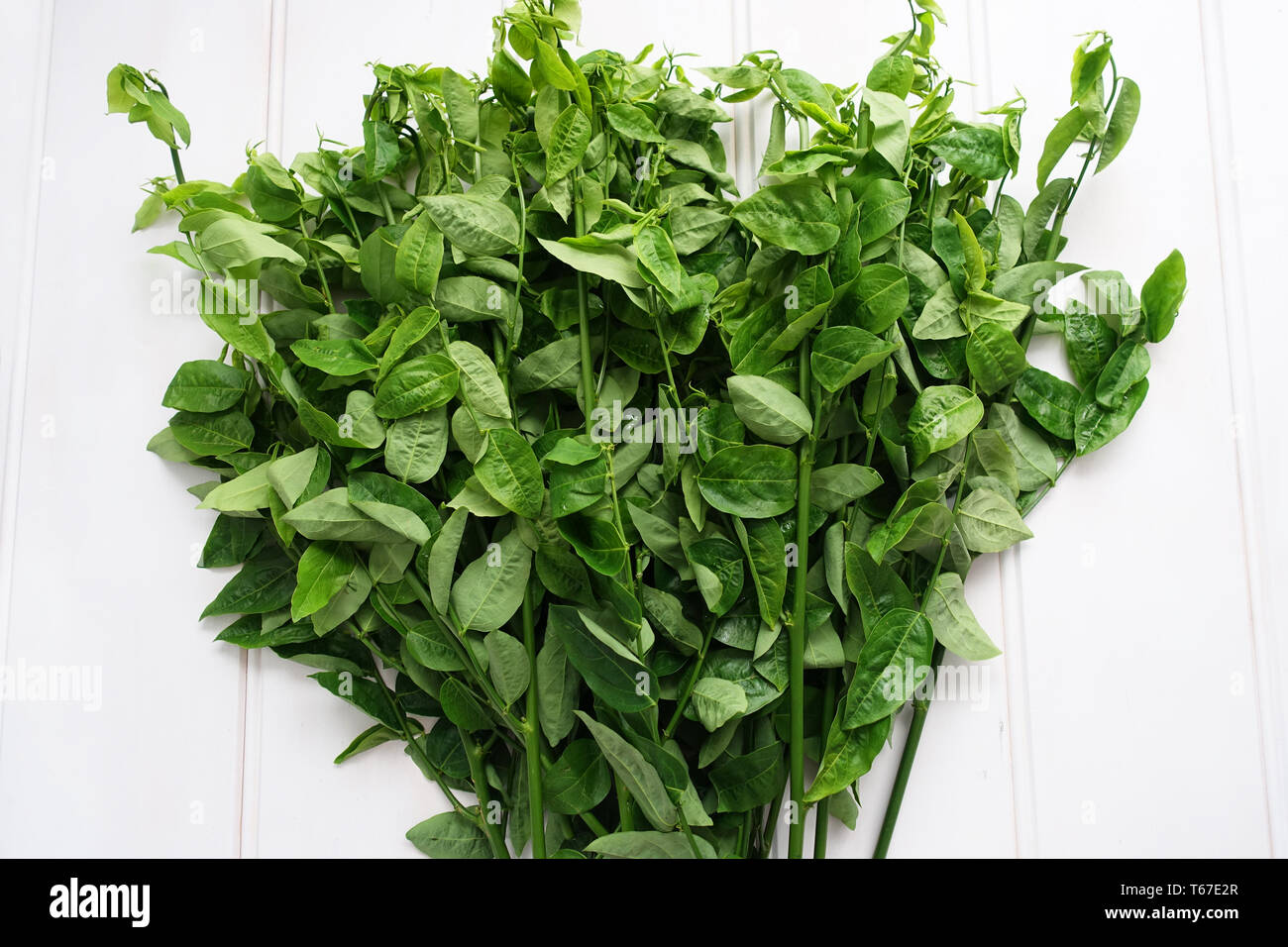 Katuk plant hi-res stock photography and images - Alamy