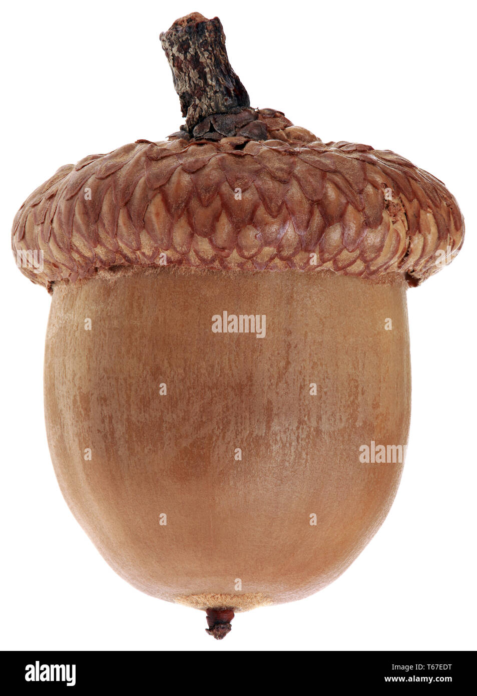 One acorn hi-res stock photography and images - Alamy