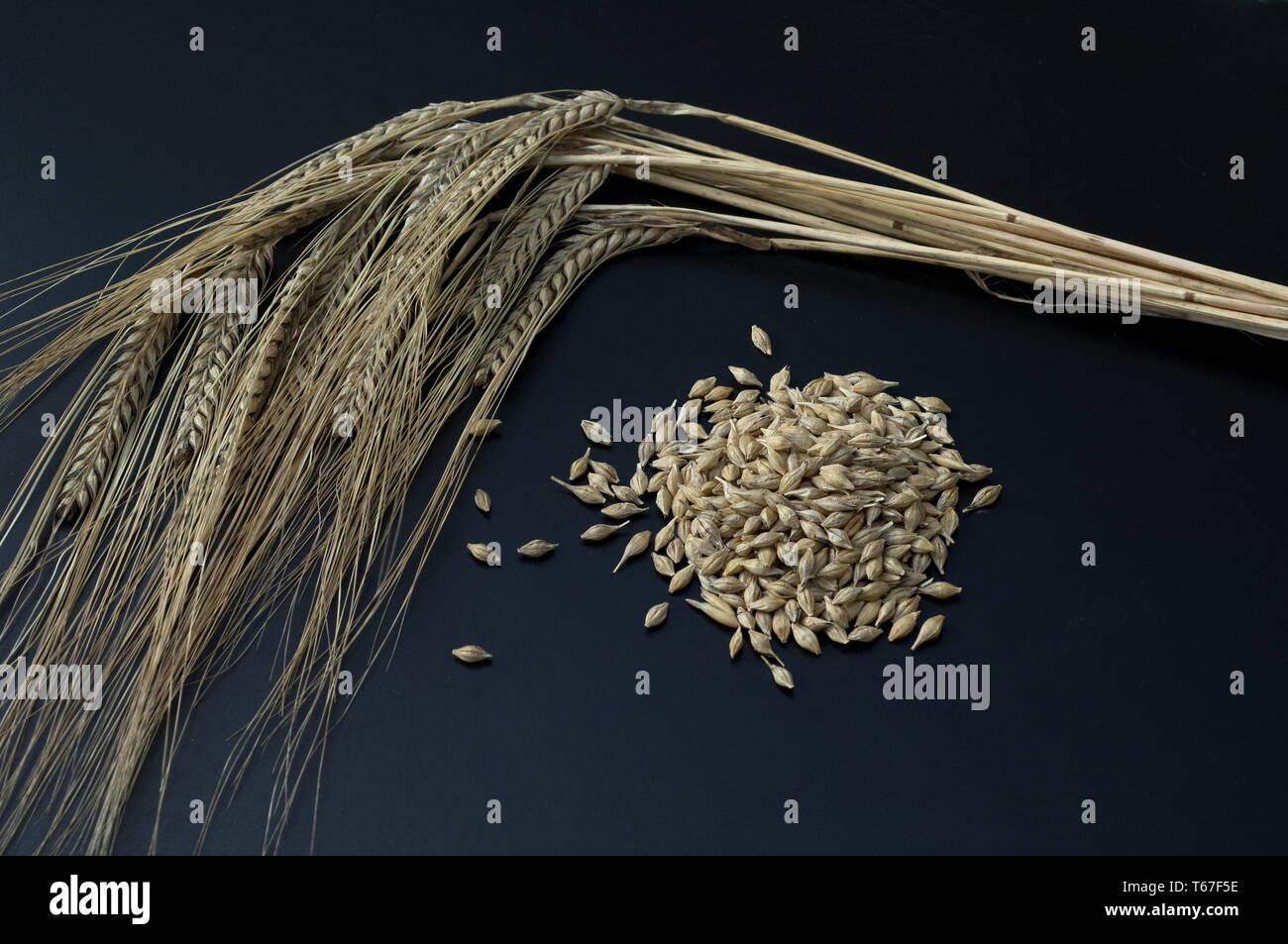Barley, Hordeum vulgare Stock Photo - Alamy