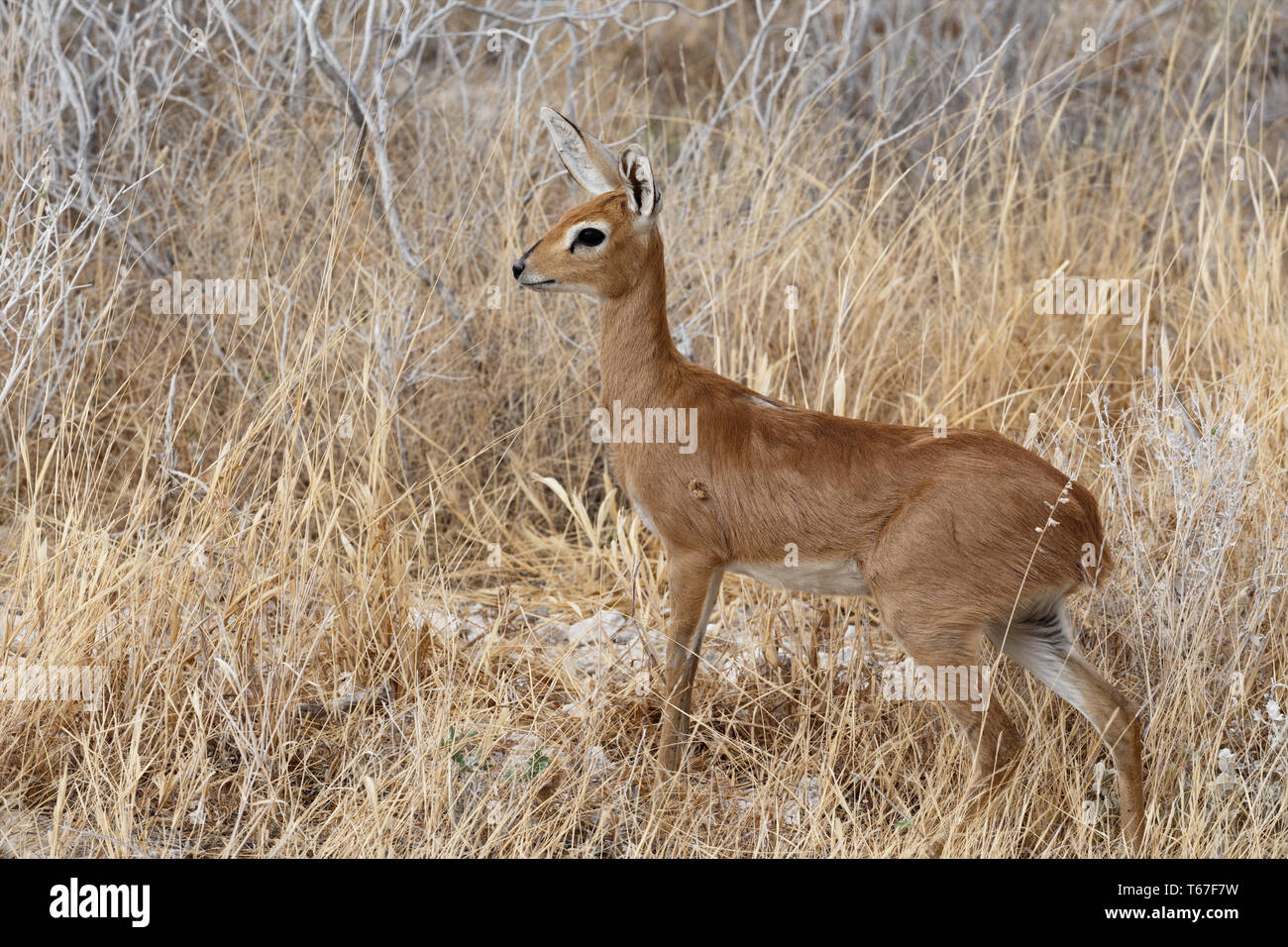 Raphicerus hwange hi-res stock photography and images - Alamy
