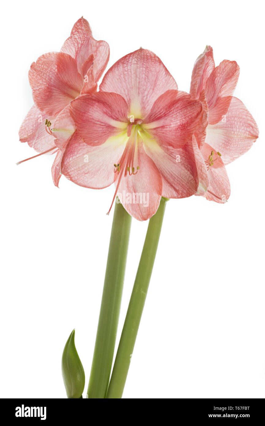 Amaryllis houseplant Cut Out Stock Images & Pictures - Alamy