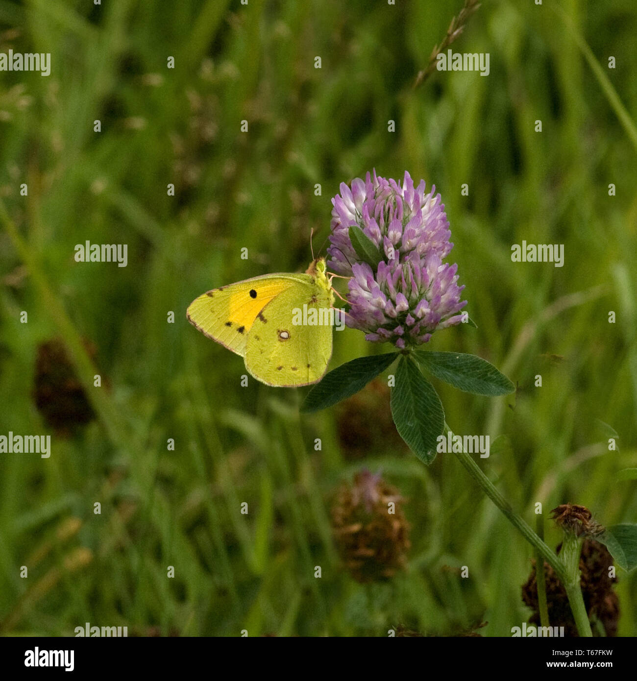 common brimstone butterfly - Gonepteryx rhamni Stock Photo - Alamy